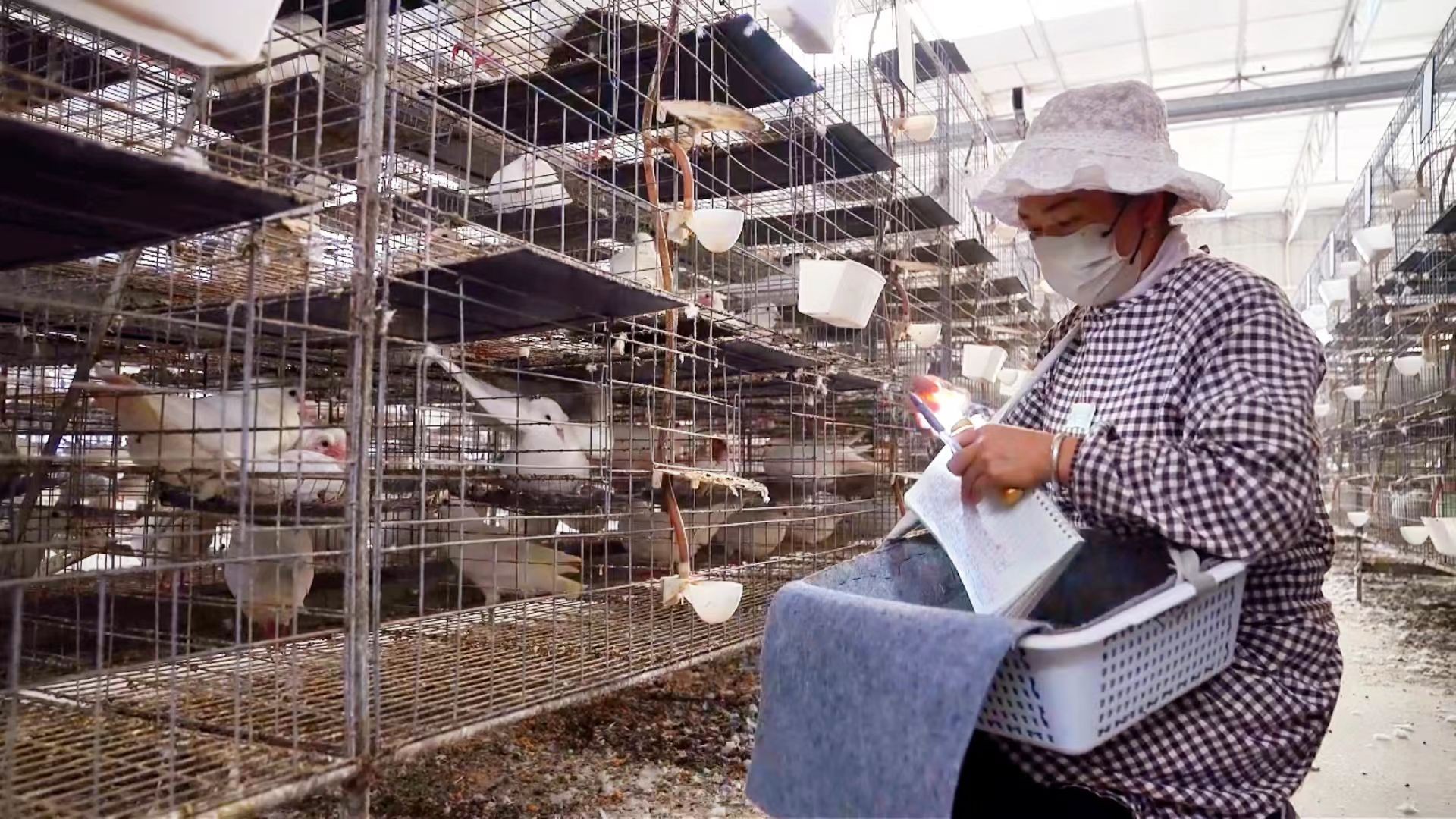 英德青塘镇“百千万工程”结硕果：产业兴、乡村美、民生暖，偏远小镇焕新颜 -新清远